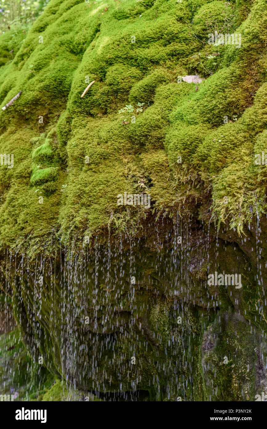 Wutach Gorge with river in moos grass - Walking in beautiful landscape ...