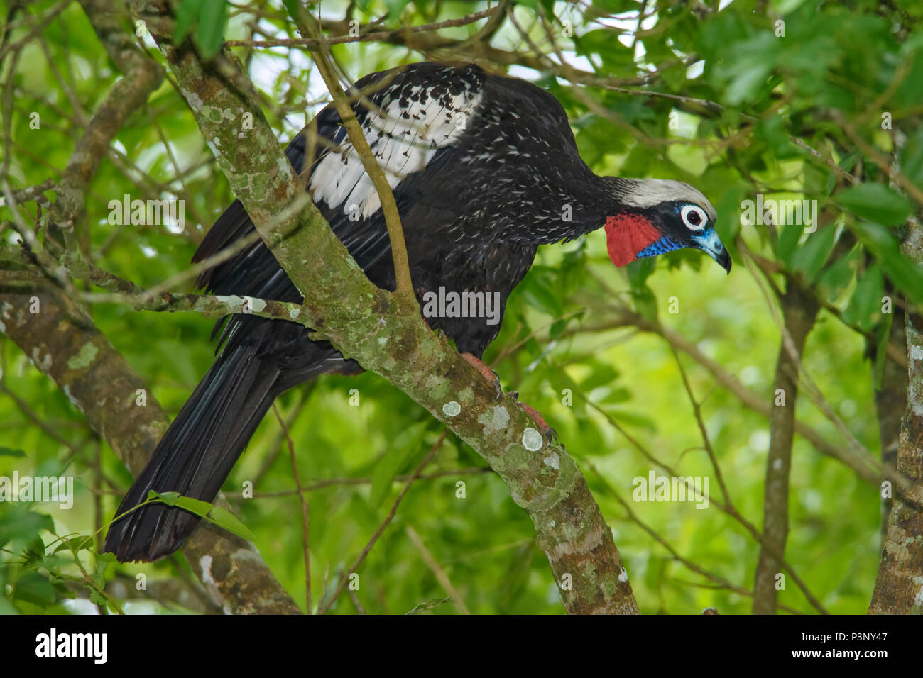 Black-fronted Piping Guan (Pipile jacutinga), Argentina Stock Photo - Alamy