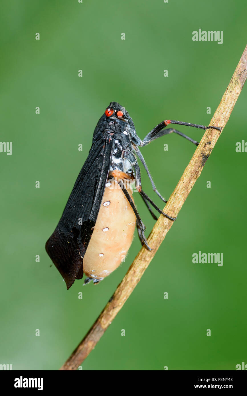 Fulgorid Planthopper (Fulgoridae), Argentina Stock Photo - Alamy