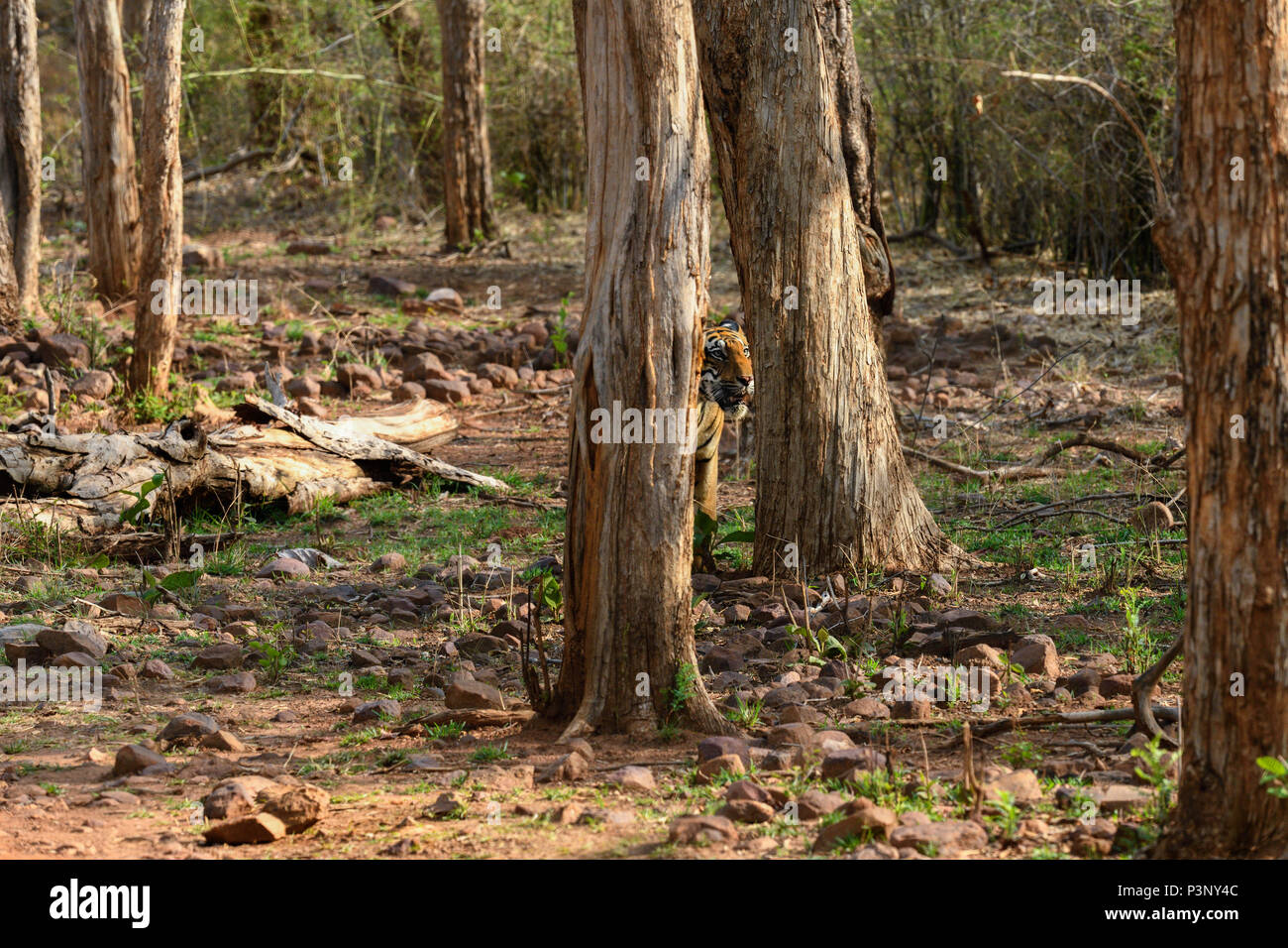 Royal Bengal Tiger Sub adult male cub in Tadoba Andhari Tiger Reserve ...