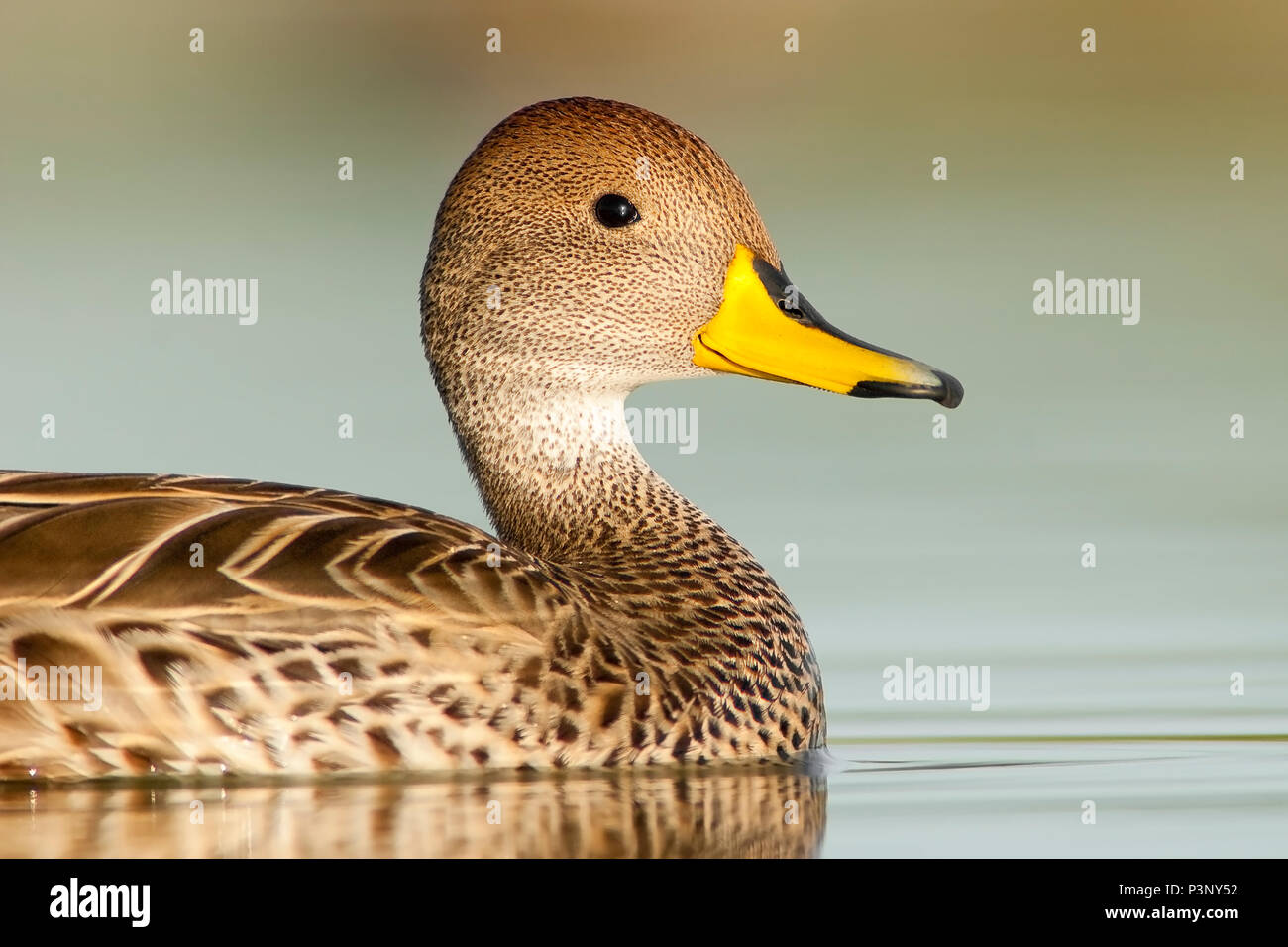 Yellow-billed Pintail (Anas georgica), Argentina Stock Photo - Alamy