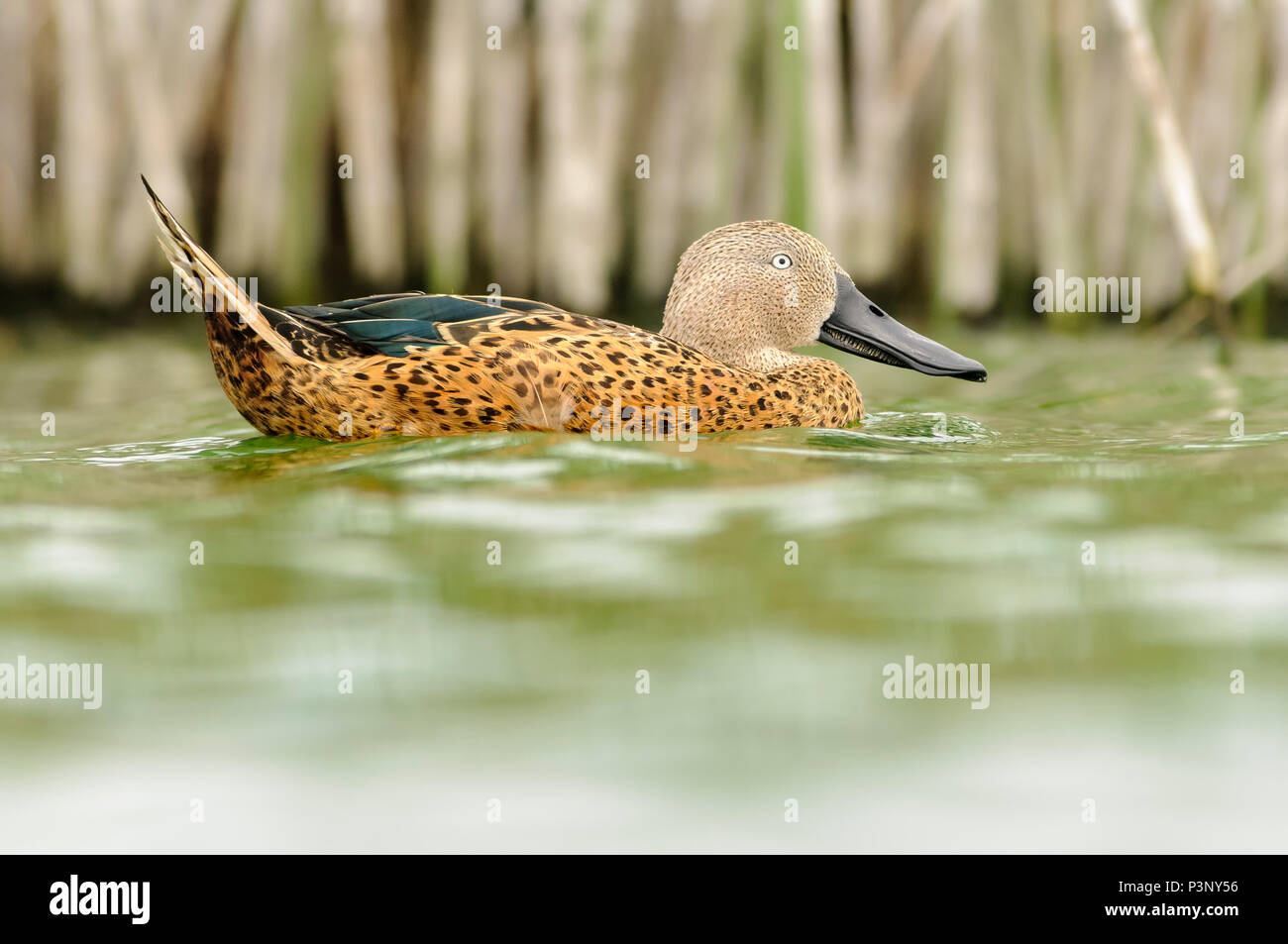 Red Shoveler (Anas platalea), Argentina Stock Photo - Alamy