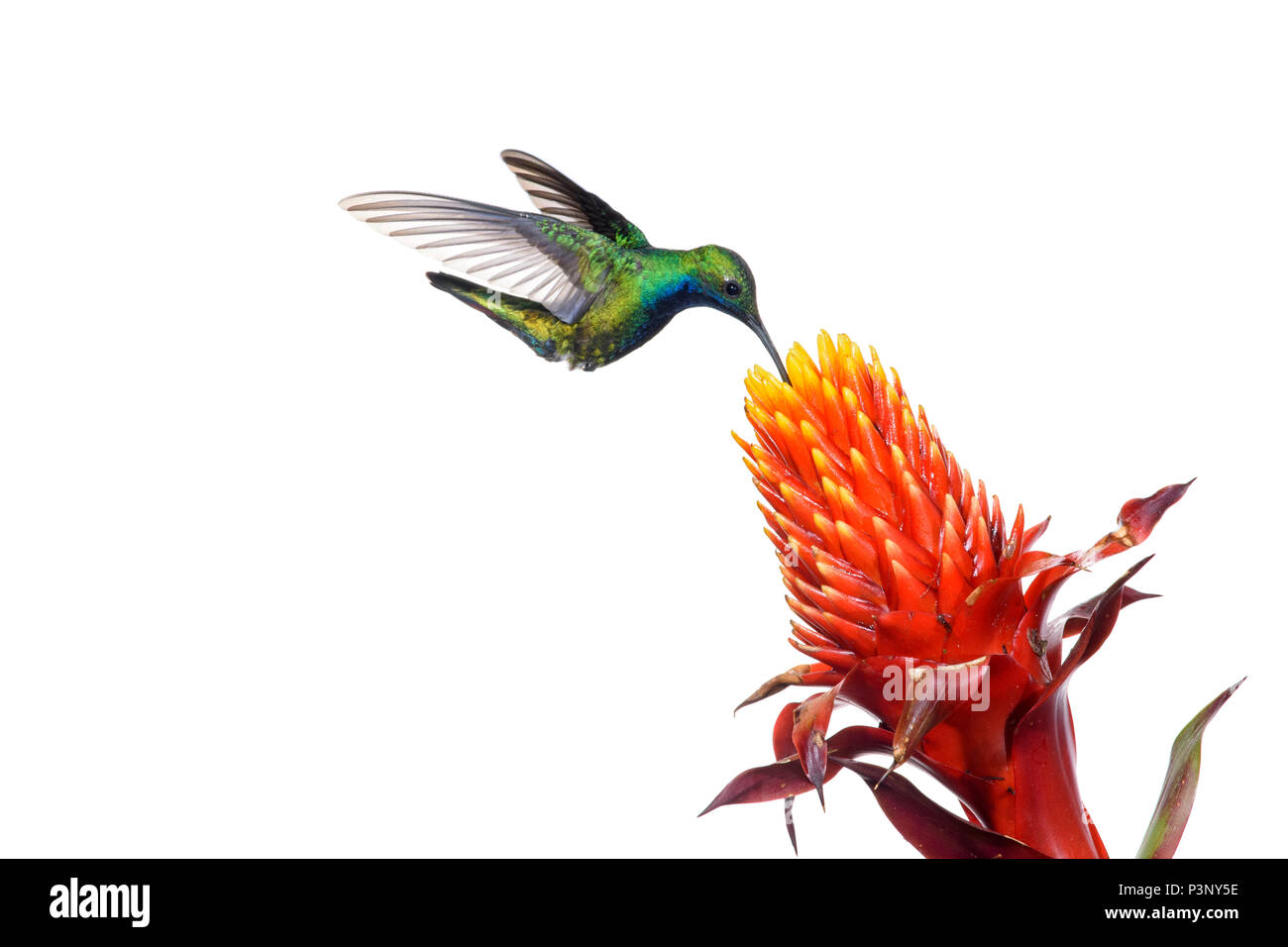 Black-throated Mango (Anthracothorax nigricollis) hummingbird feeding ...