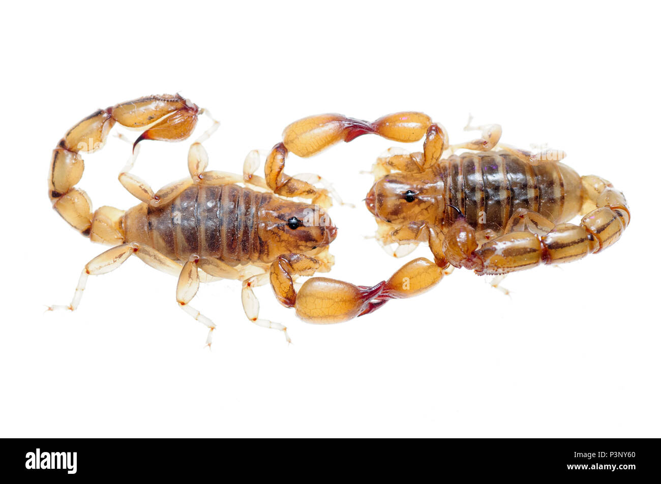 Scorpion (Bothriurus flavidus) pair mating, Argentina Stock Photo - Alamy