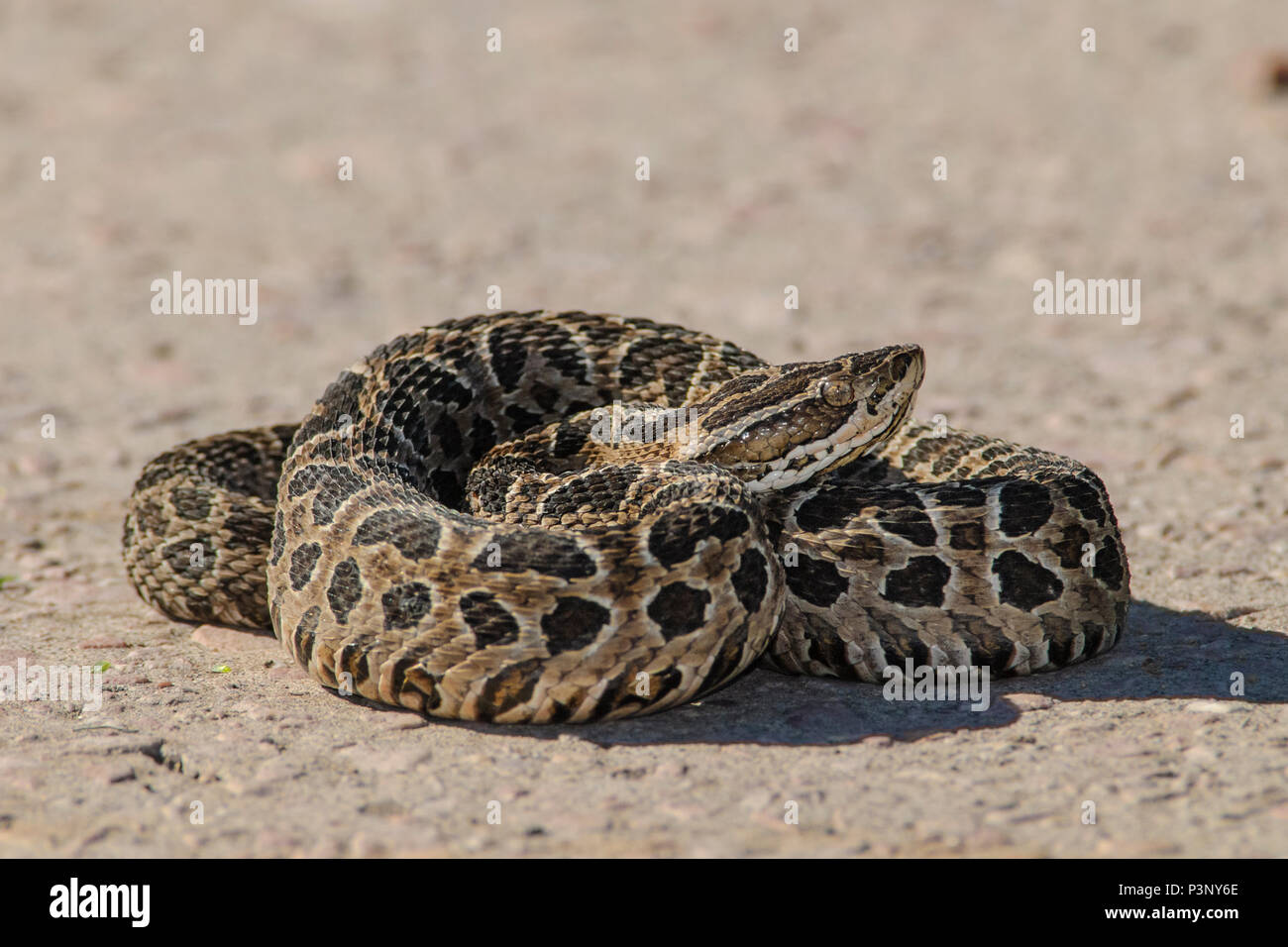 Urutu (Bothrops alternatus), Bahia Blanca, Argentina Stock Photo - Alamy