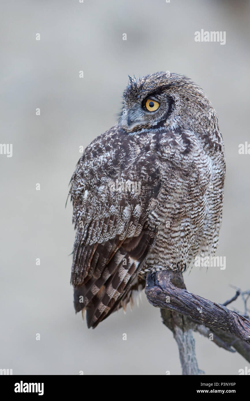 Lesser Horned Owl (Bubo magellanicus), Puerto Madryn, Argentina Stock ...