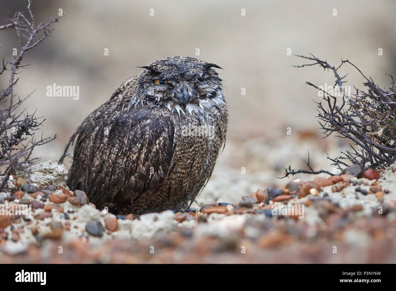Lesser Horned Owl (Bubo magellanicus) wet after rain, Puerto Madryn ...