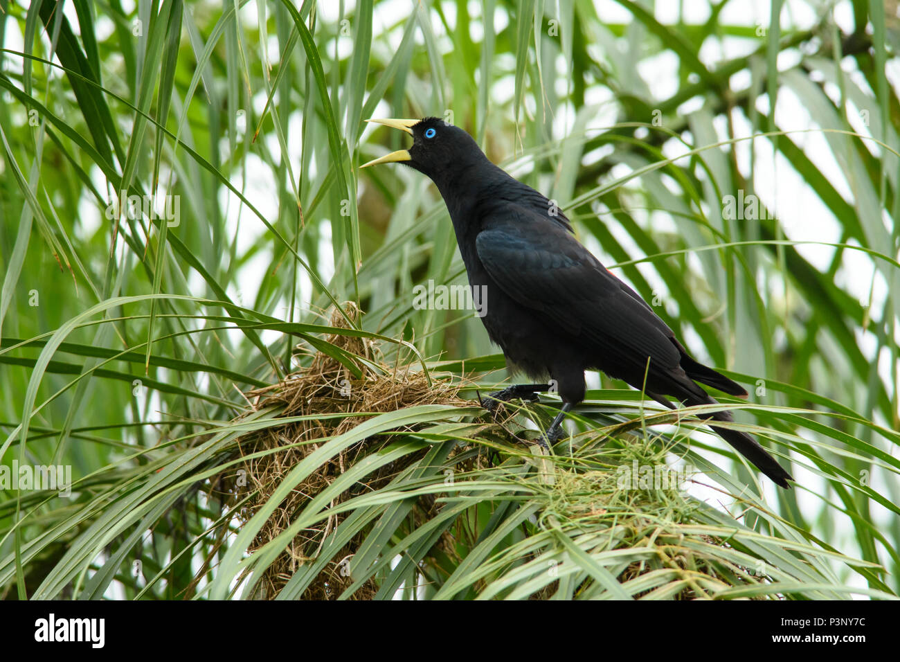 Red-rumped Cacique (Cacicus haemorrhous) calling near nest, Argentina ...