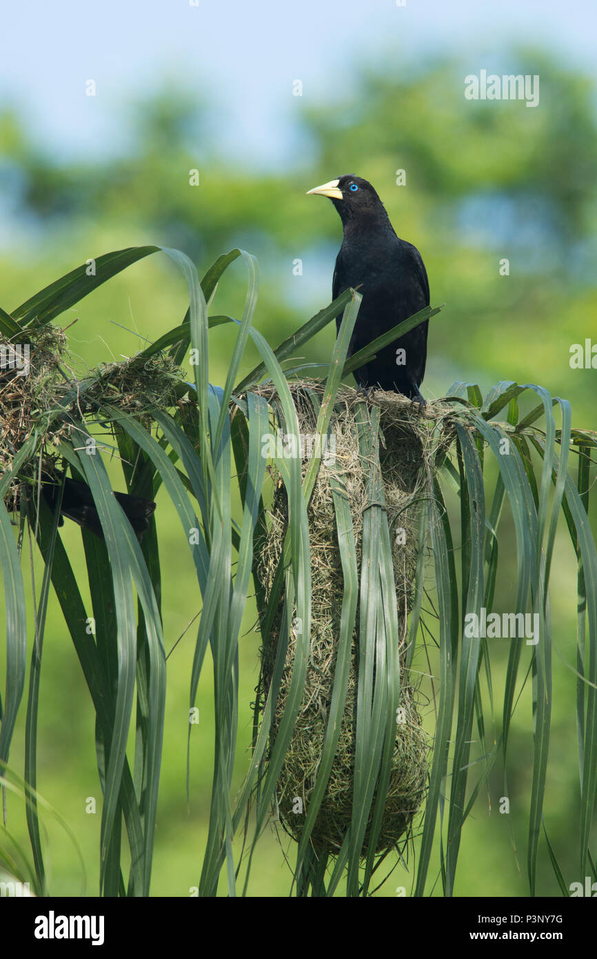 Red-rumped Cacique (Cacicus haemorrhous) at nest, Argentina Stock Photo ...