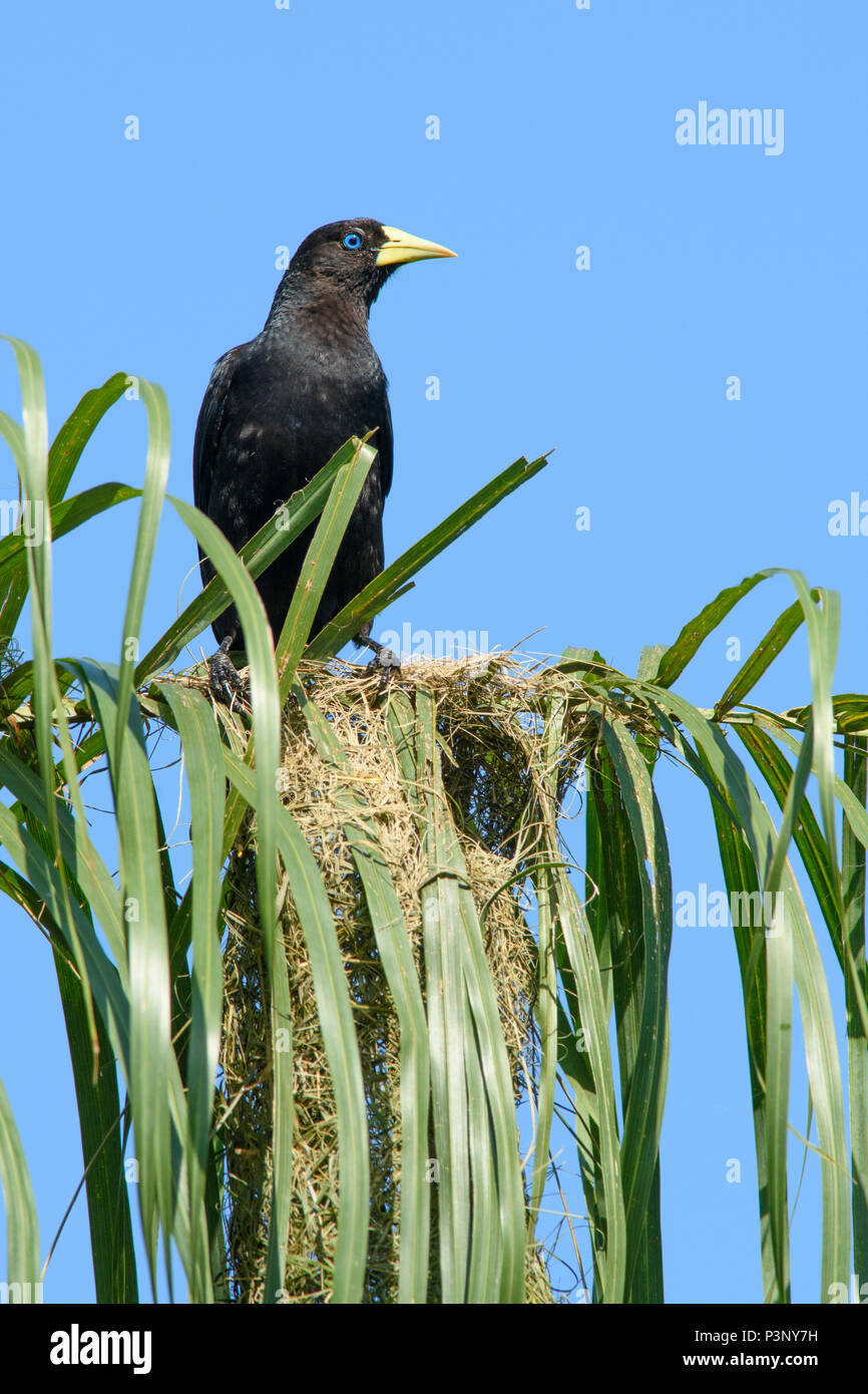 Red-rumped Cacique (Cacicus haemorrhous) at nest, Argentina Stock Photo ...