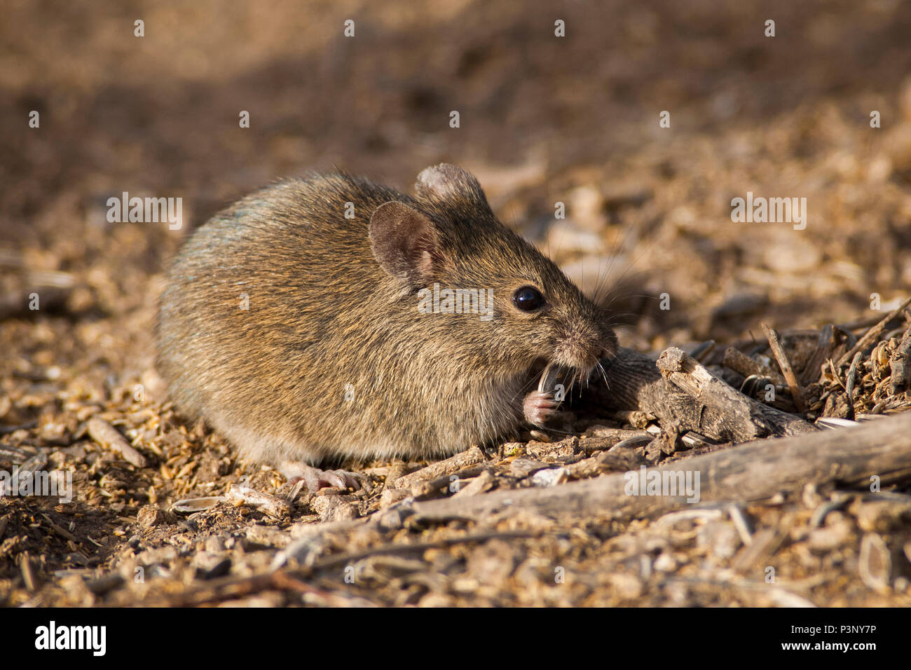 Drylands Vesper Mouse (Calomys musculinus) feeding on seeds, Argentina ...