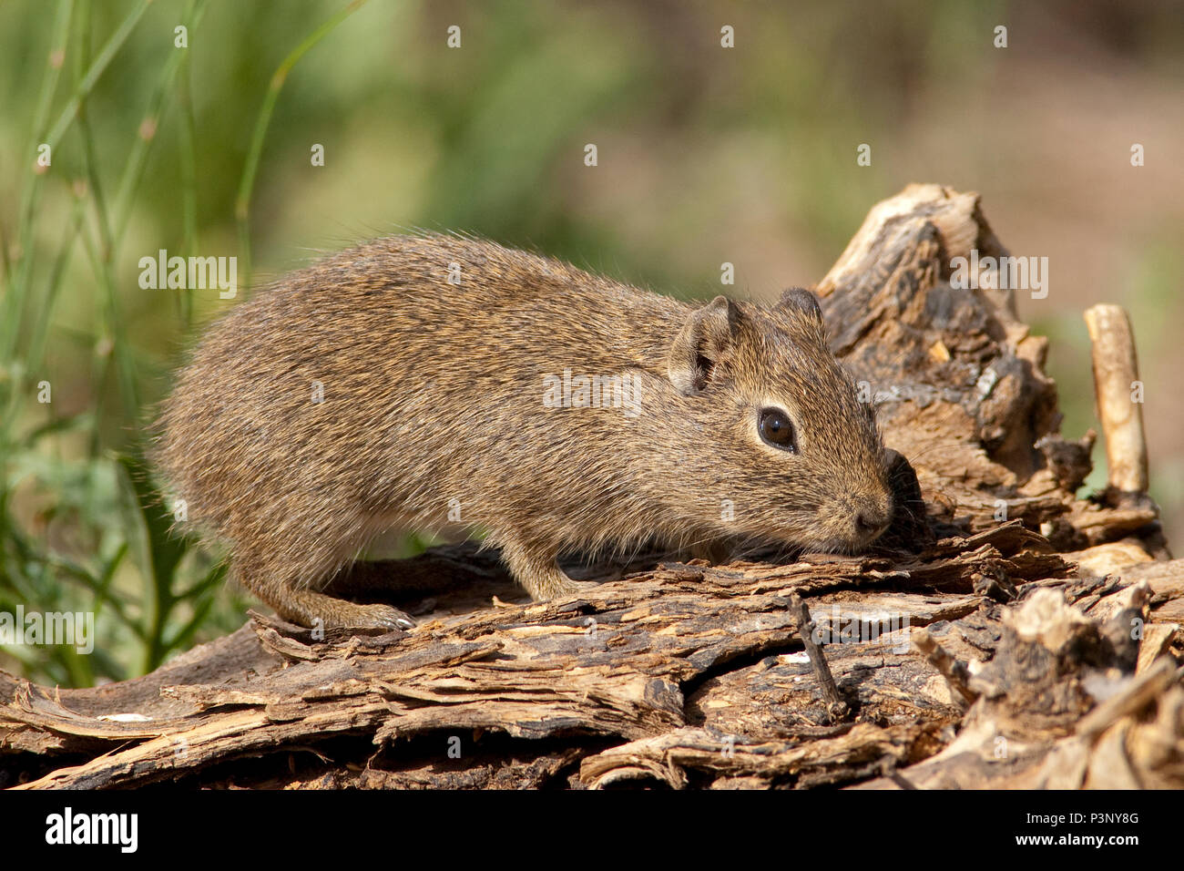 Brazilian Guinea Pig (Cavia aperea), Bahia Blanca, Argentina Stock ...
