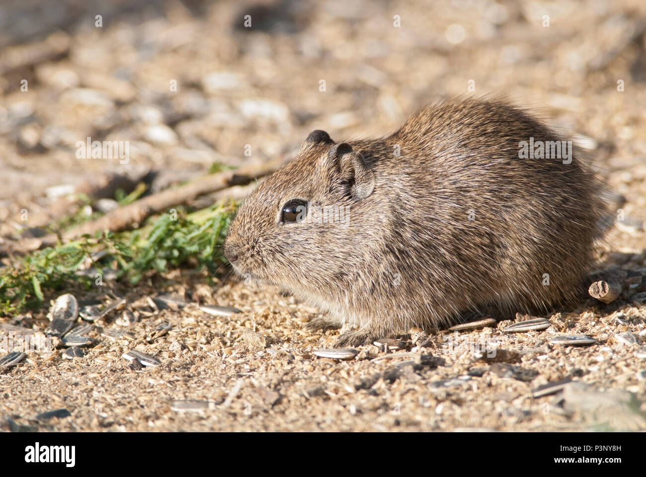 Brazilian Guinea Pig (Cavia aperea), Argentina Stock Photo - Alamy
