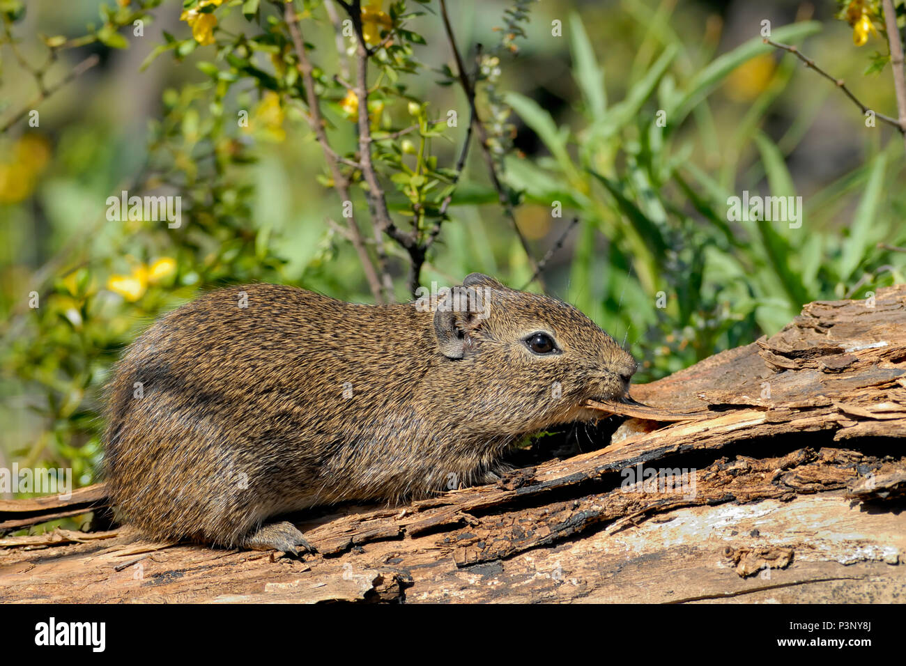 Brazilian Guinea Pig (Cavia aperea) feeding on bark, Bahia Blanca ...