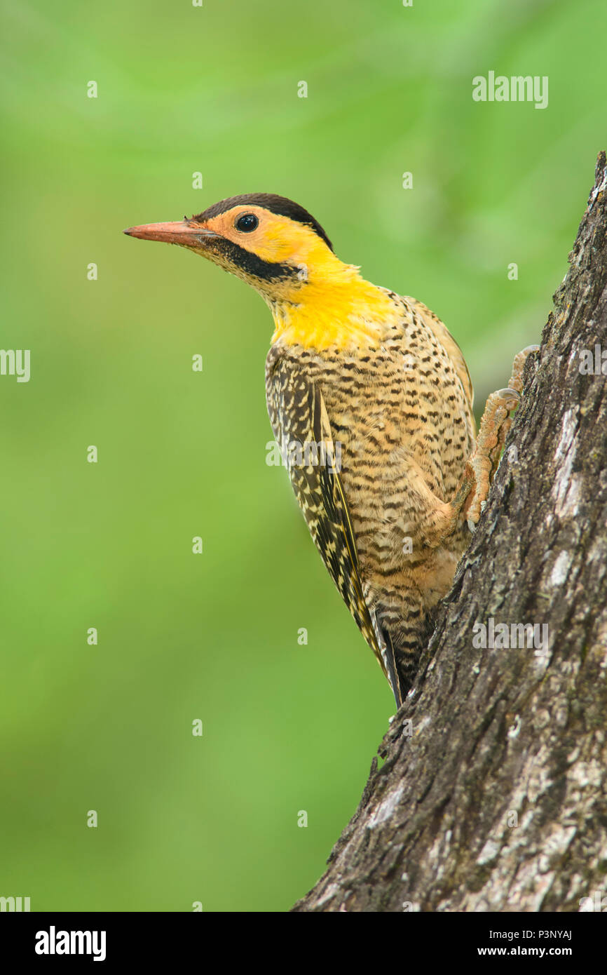 Campo Flicker (Colaptes campestris), Argentina Stock Photo - Alamy