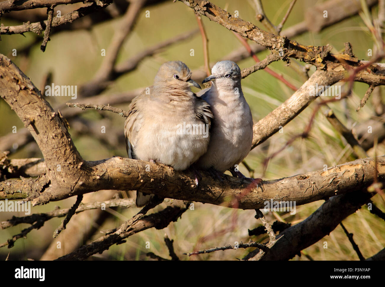 Picui Ground-Dove (Columbina picui) pair, Argentina Stock Photo - Alamy