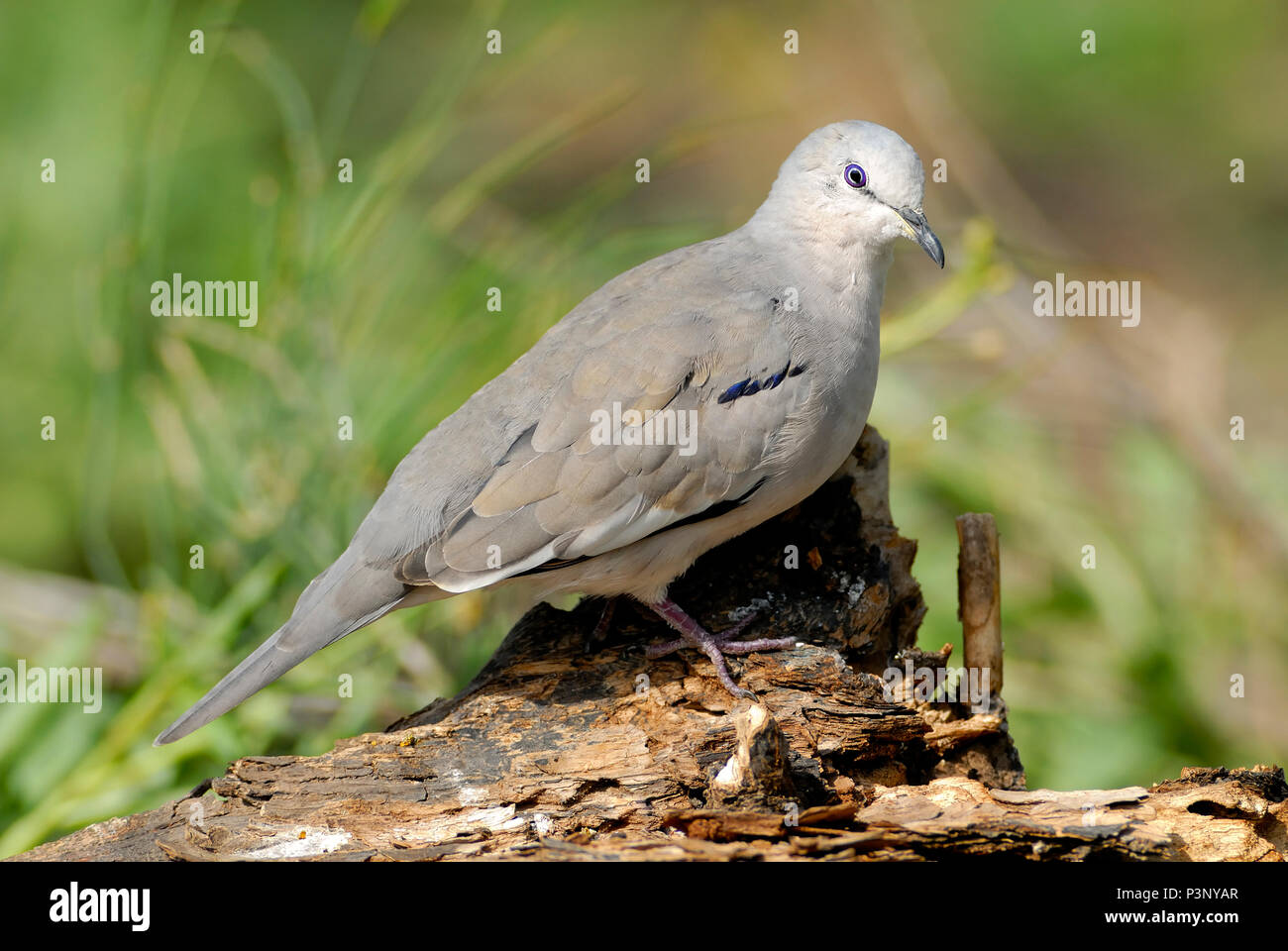 Picui Ground-Dove (Columbina picui), Argentina Stock Photo - Alamy