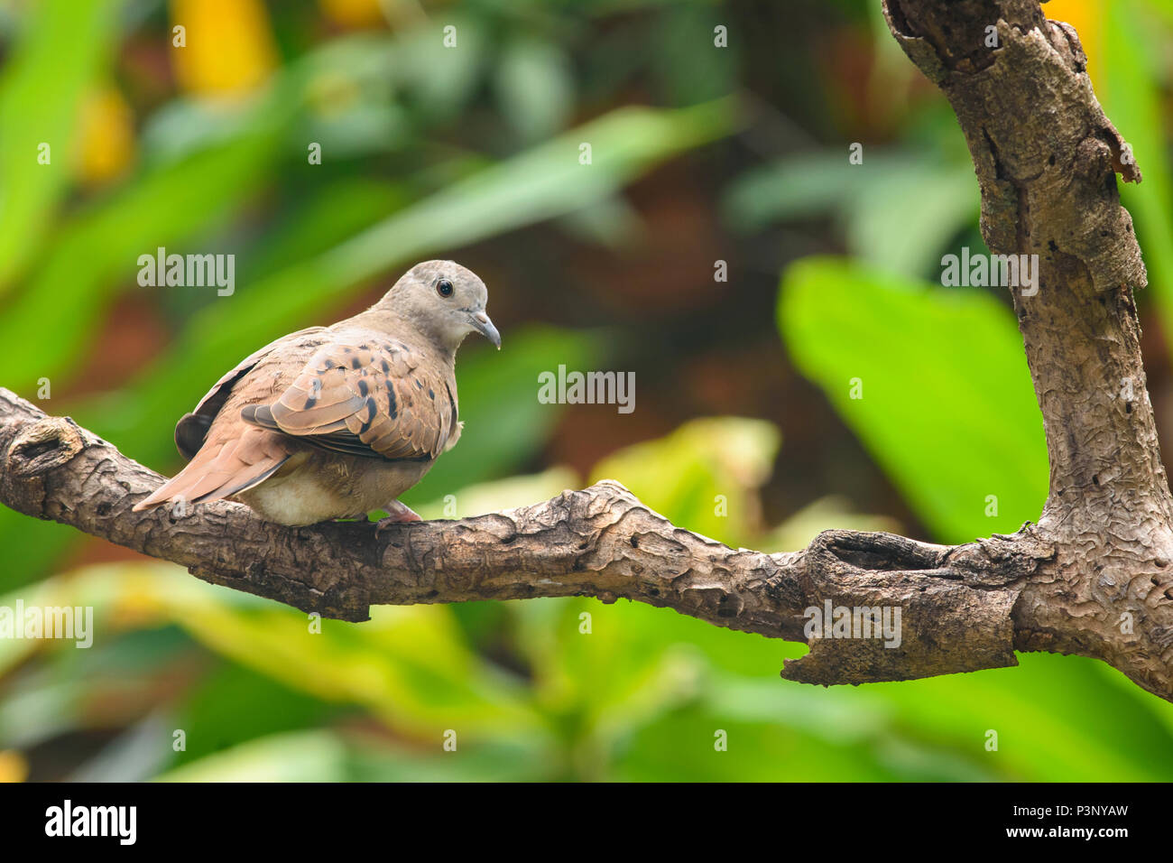 Ruddy Ground-Dove (Columbina talpacoti), Argentina Stock Photo - Alamy