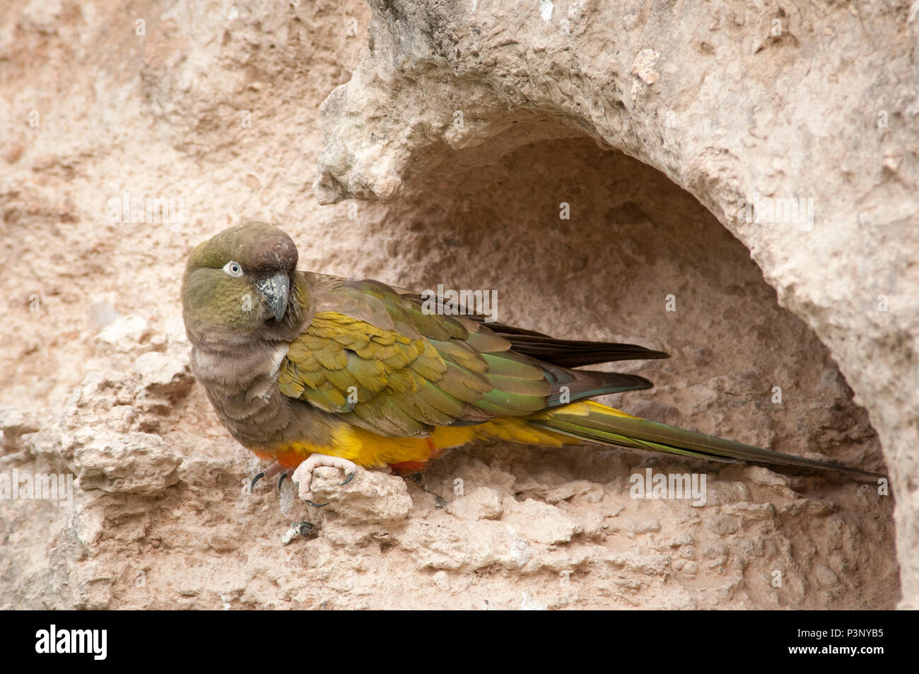 Burrowing Parrot (Cyanoliseus patagonus) at burrow, Bahia Blanca ...