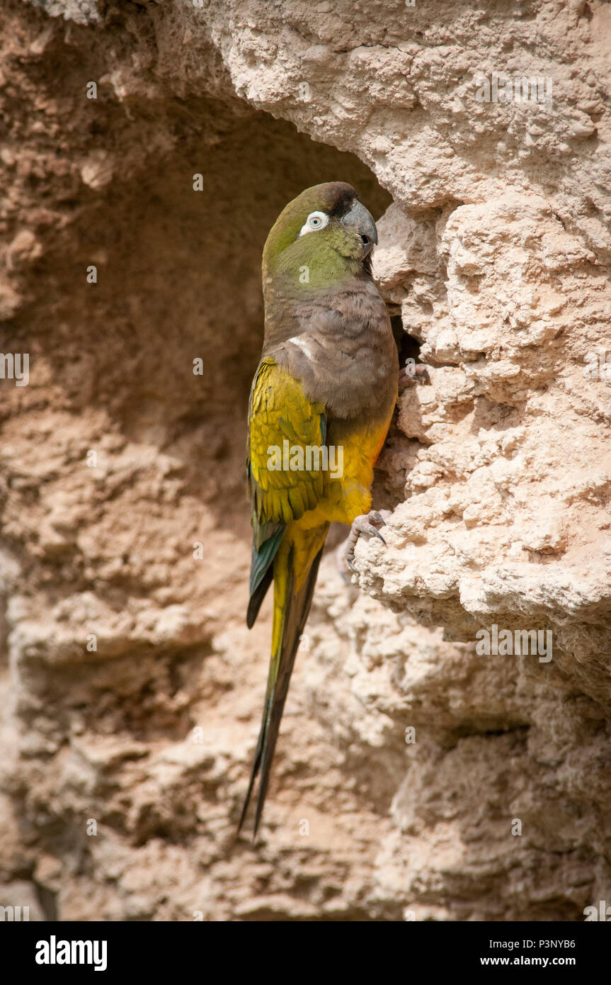 Burrowing Parrot (Cyanoliseus patagonus) at burrow, Bahia Blanca ...