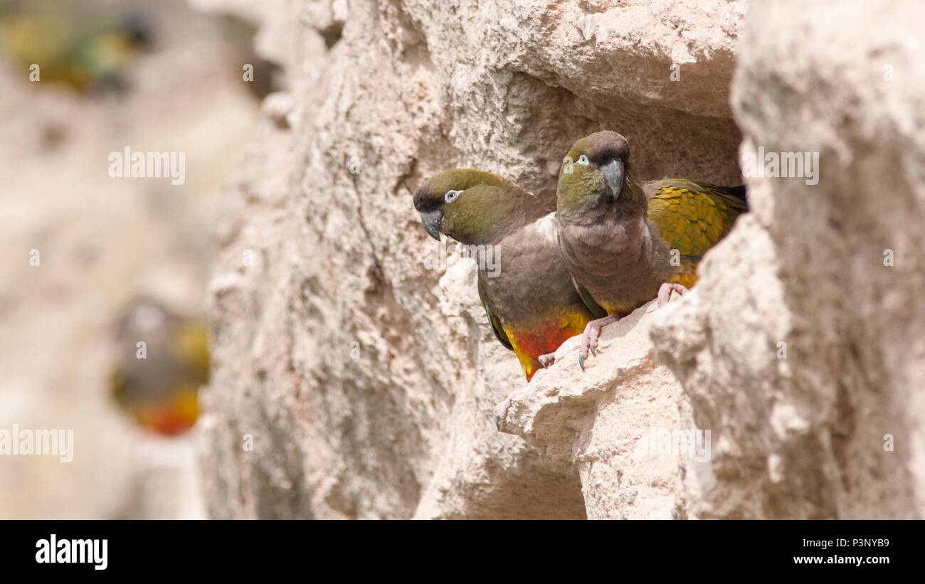 Burrowing Parrot (Cyanoliseus patagonus) group at burrows, Bahia Blanca ...
