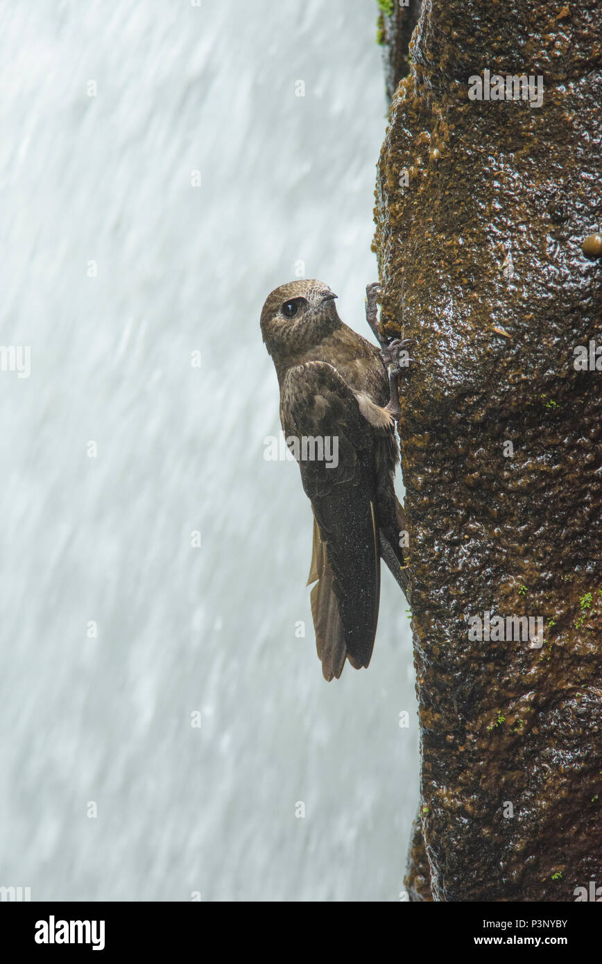 Great Dusky Swift (Cypseloides senex) near waterfall, Iguassu Falls ...
