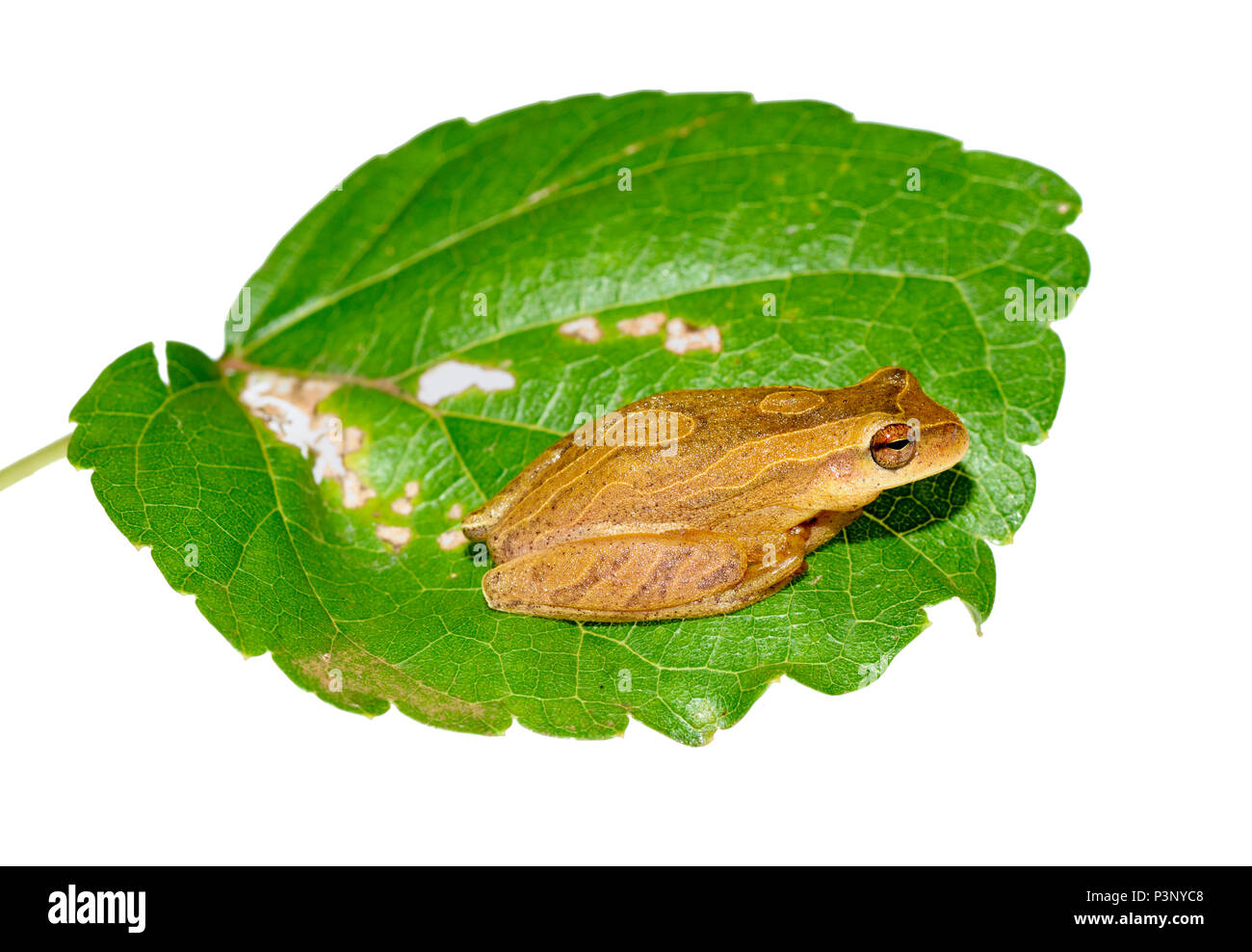 Lesser Treefrog (Dendropsophus minutus), Argentina Stock Photo - Alamy