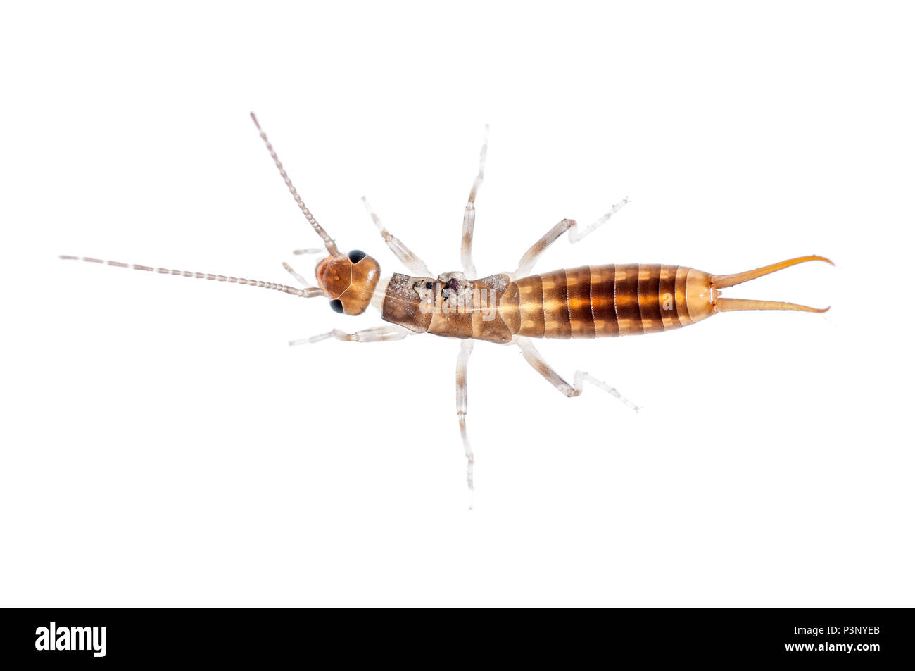 Earwig (Labiduridae), Argentina Stock Photo - Alamy