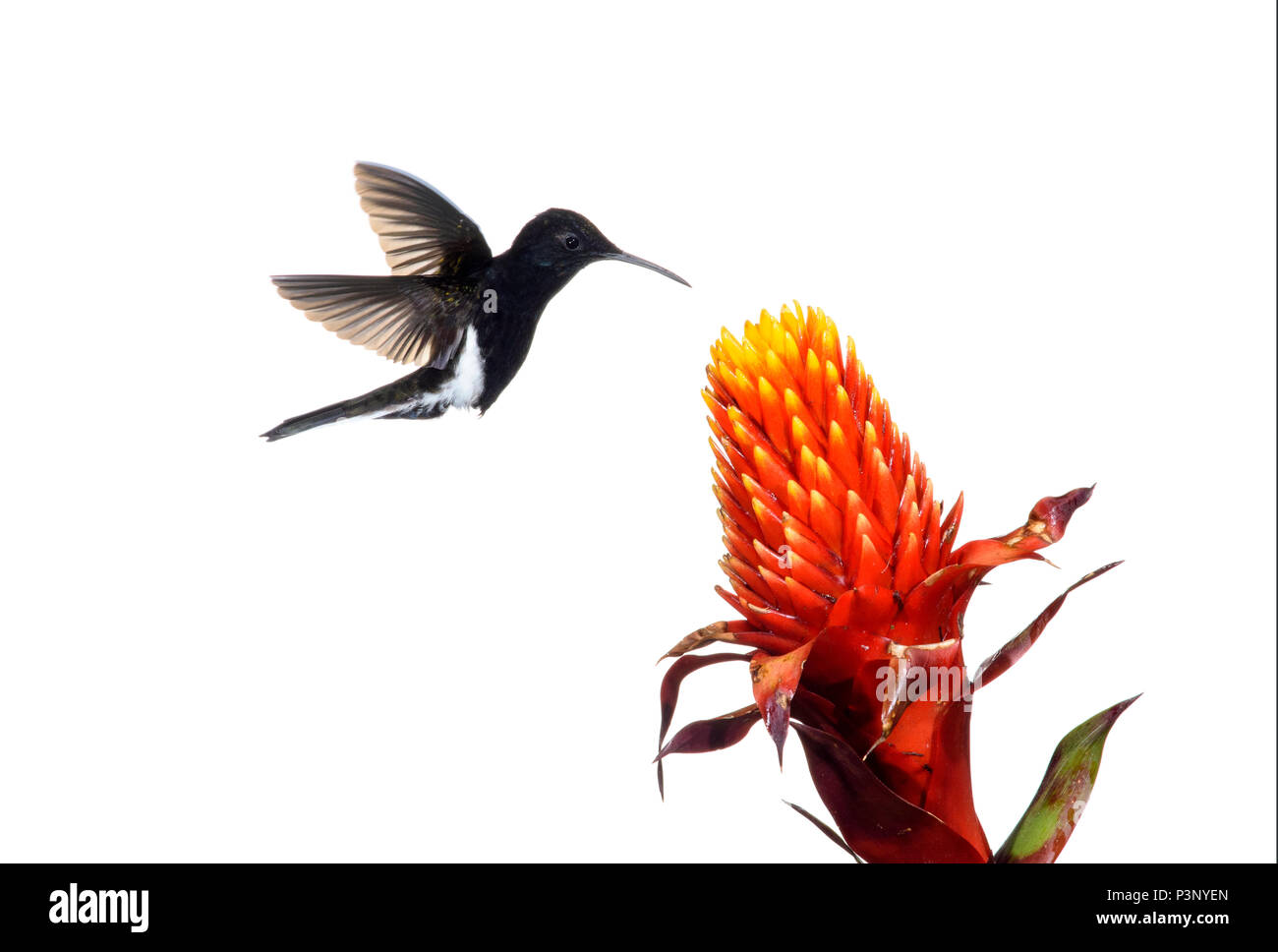 Black Jacobin (Melanotrochilus fuscus) hummingbird feeding on flower ...