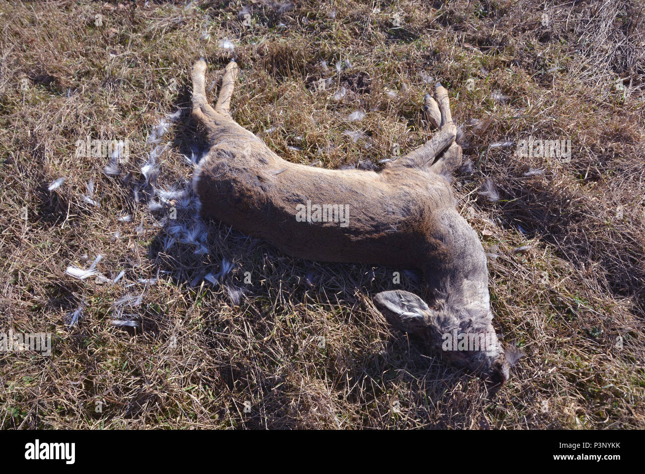 Dead roe deer hi-res stock photography and images - Alamy
