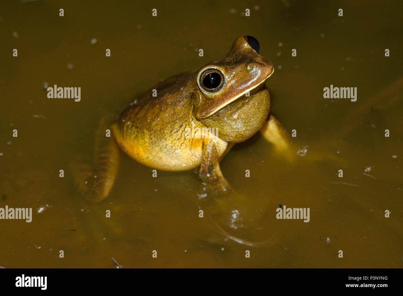 Blacksmith Tree Frog (Hypsiboas faber) calling, Argentina Stock Photo ...