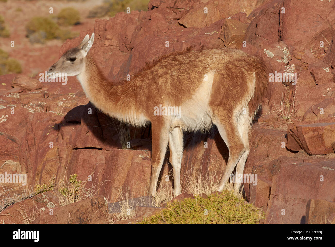 Guanaco (Lama guanicoe), Argentina Stock Photo - Alamy