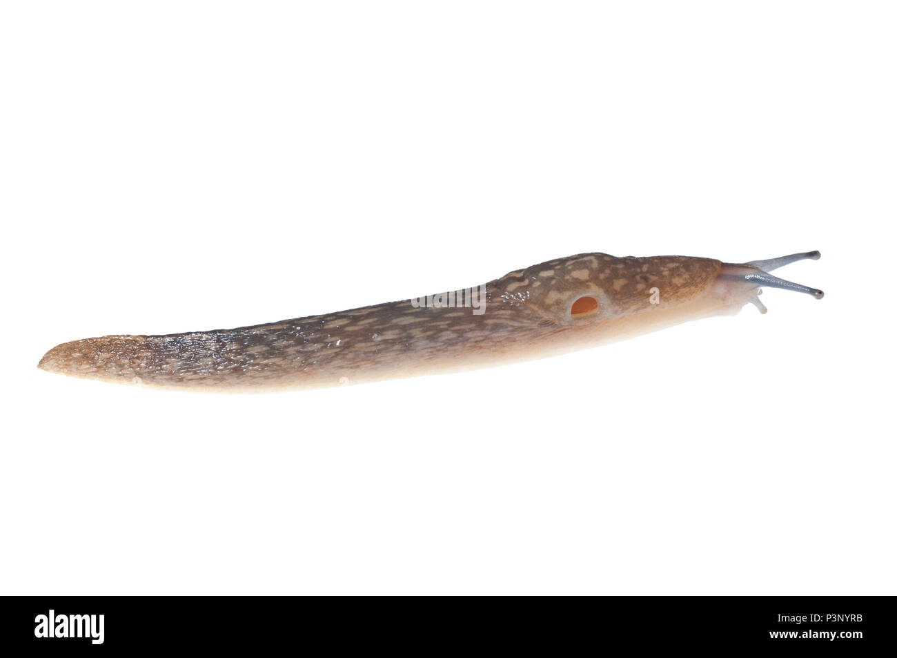 Yellow Garden Slug (Limax flavus), Argentina Stock Photo - Alamy