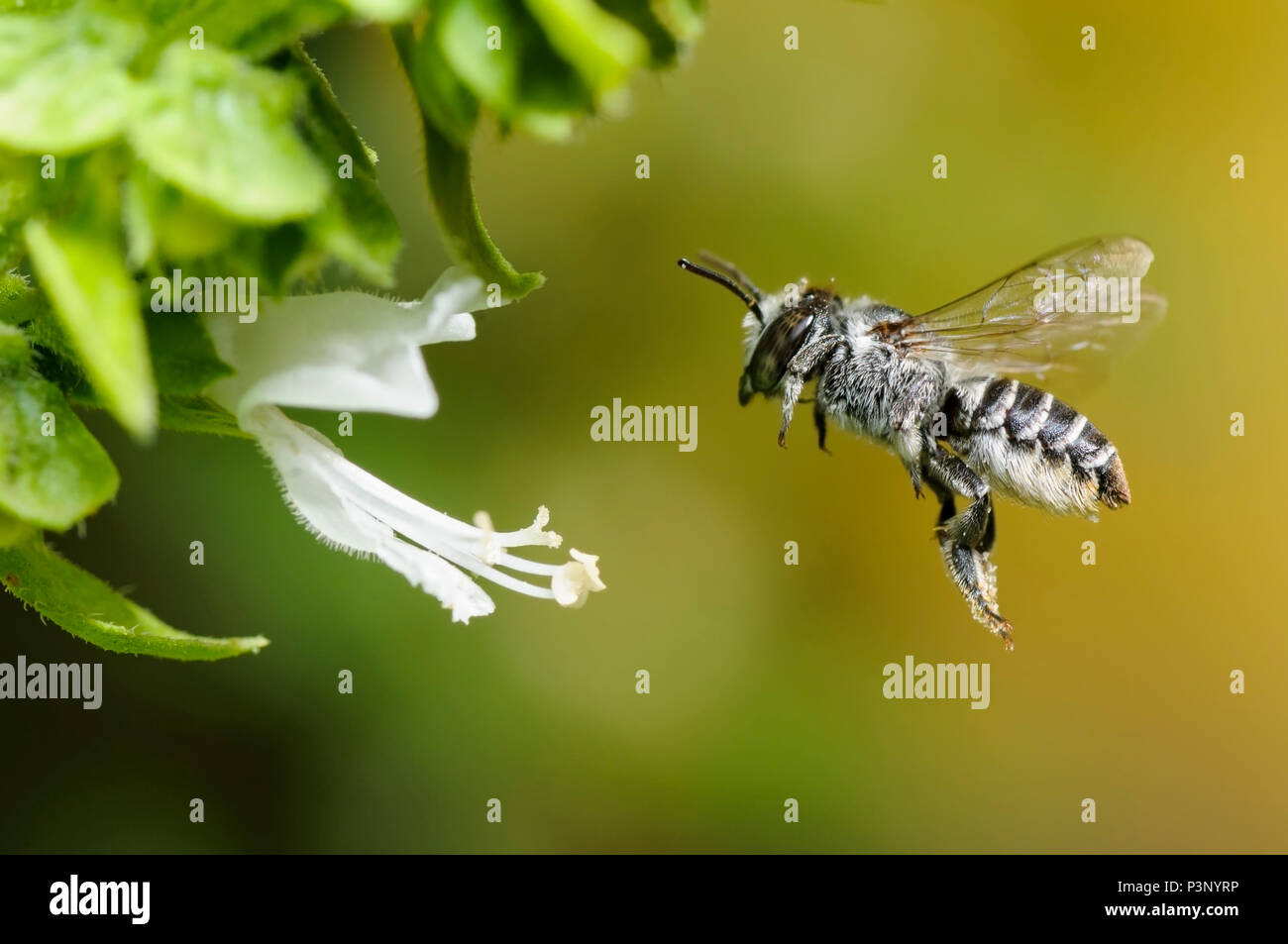 Leafcutter Bee (Megachile argentina) feeding on flower nectar, Bahia ...