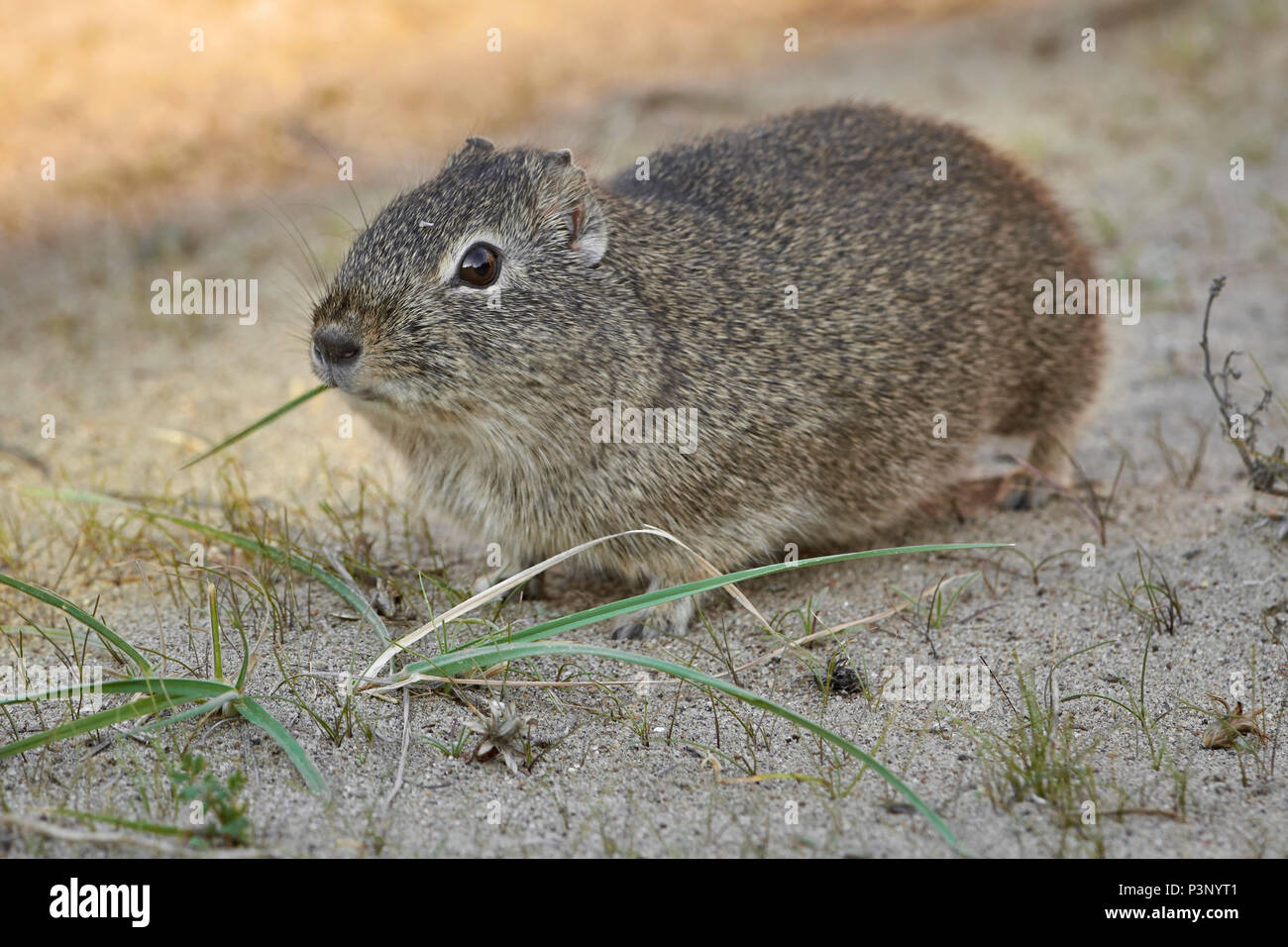 Southern Mountain Cavy (Microcavia australis) grazing, Peninsula Valdez ...