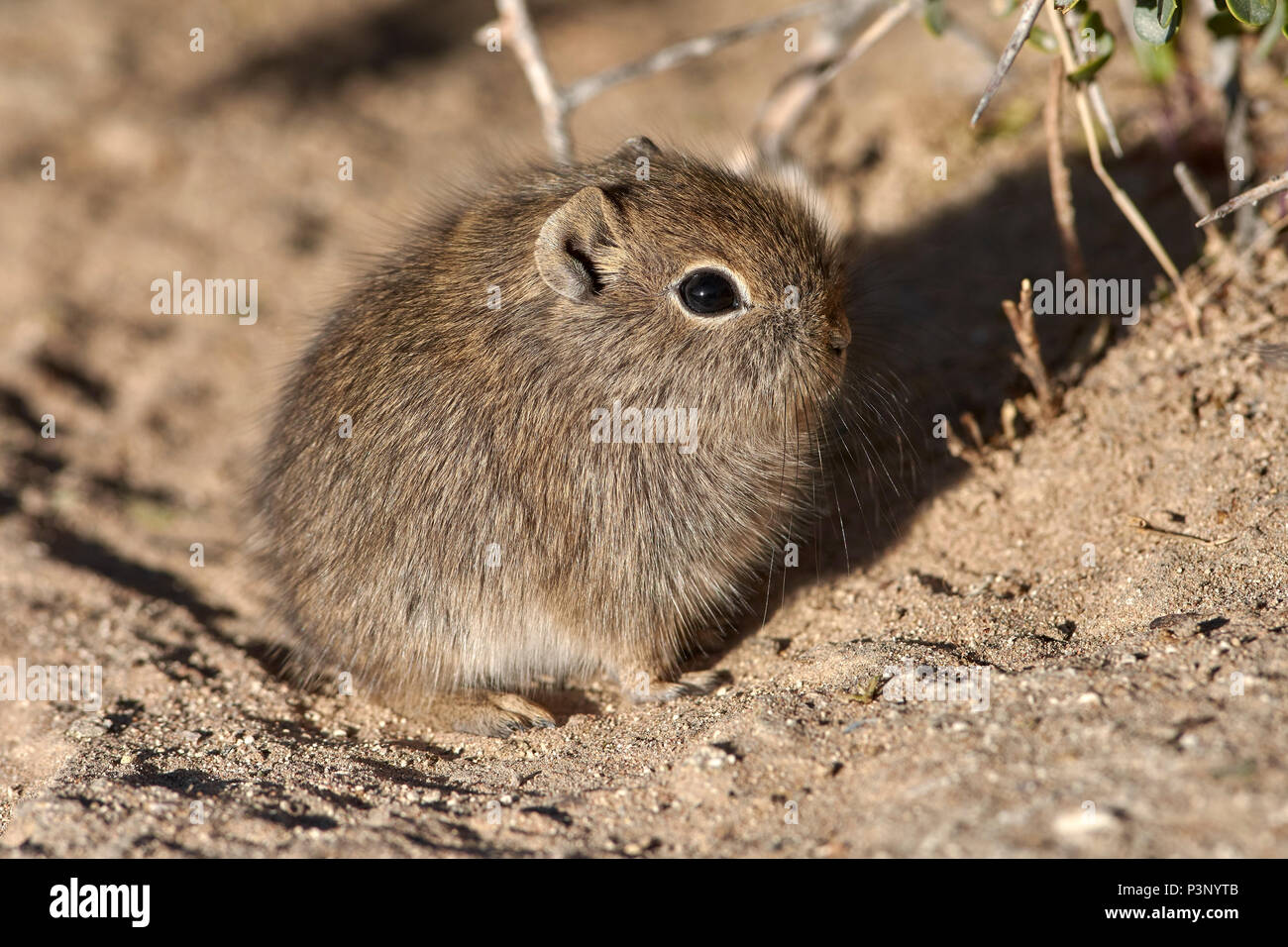 Southern Mountain Cavy (Microcavia australis) young, Puerto Madryn ...
