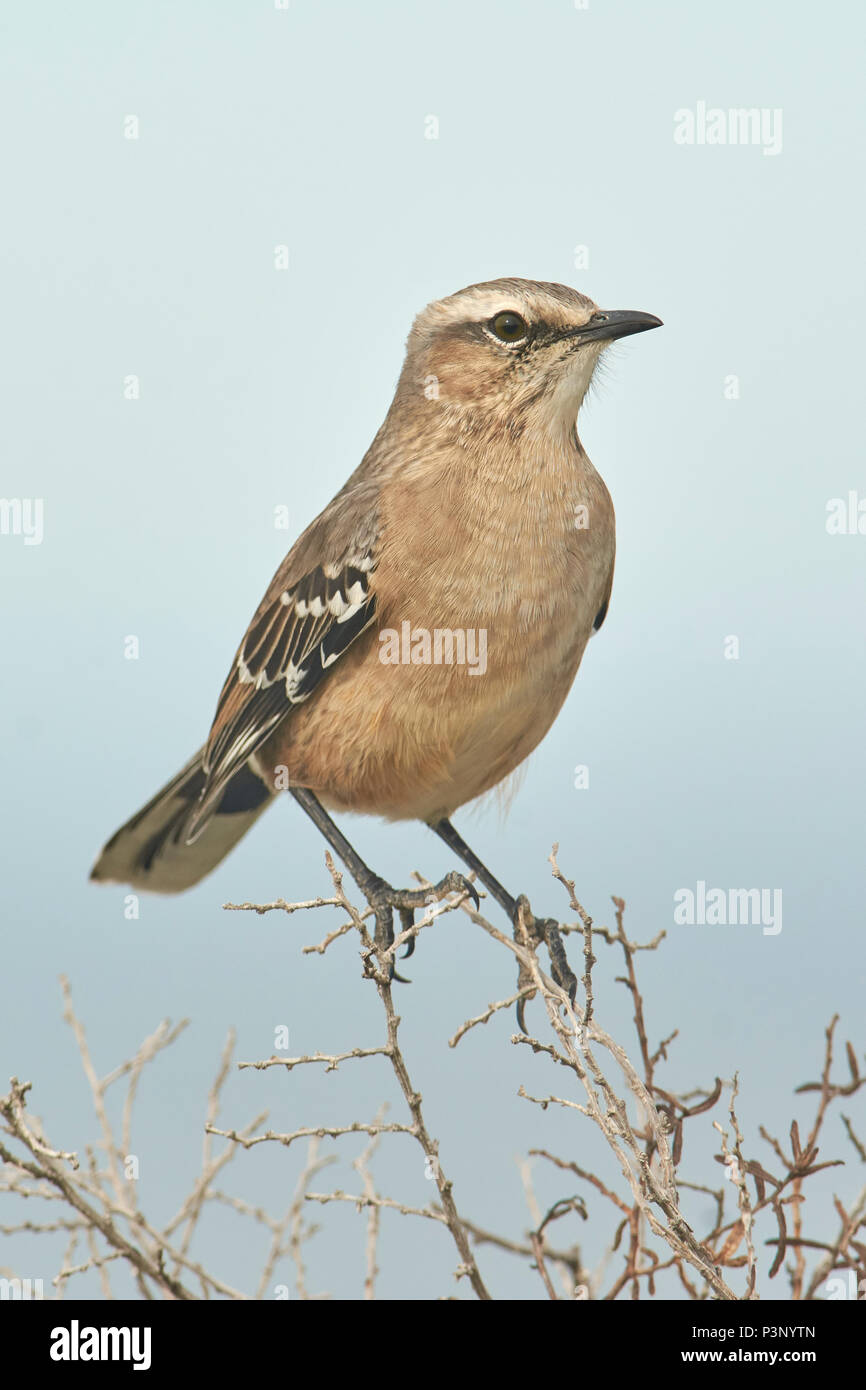 Patagonian Mockingbird (Mimus patagonicus), Puerto Madryn, Argentina ...