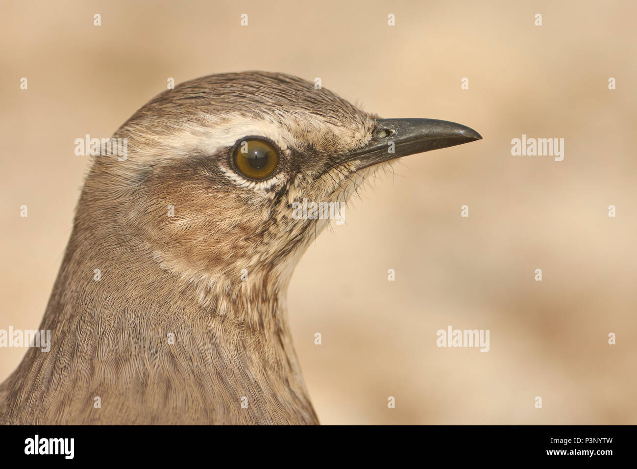 Patagonian mockingbird hi-res stock photography and images - Alamy