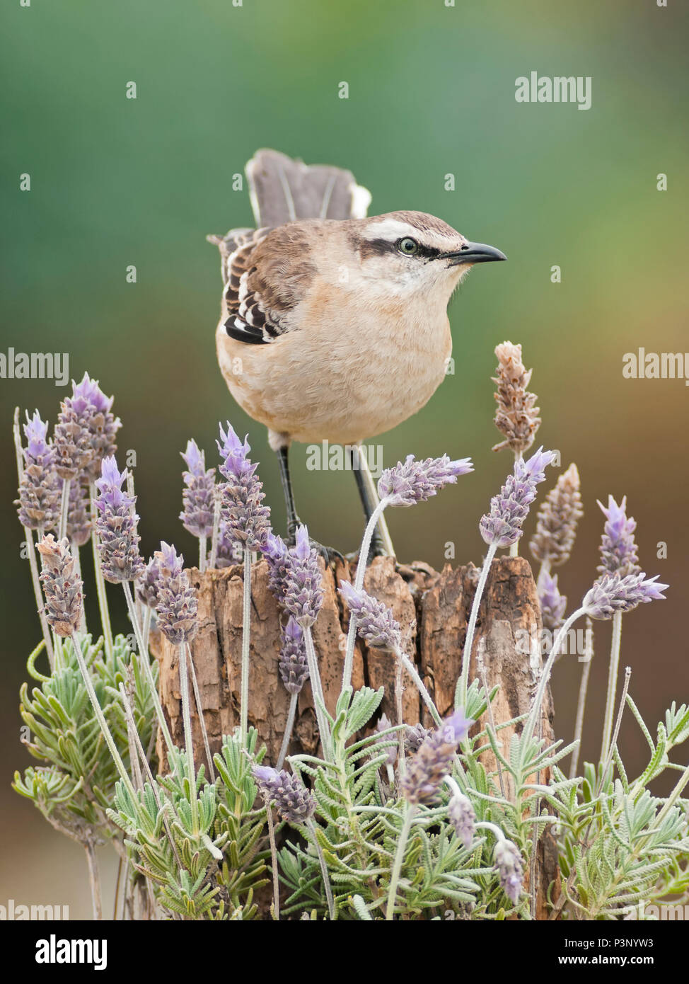 Chalk-browed Mockingbird (Mimus saturninus) on Lavender (Lavandula sp ...