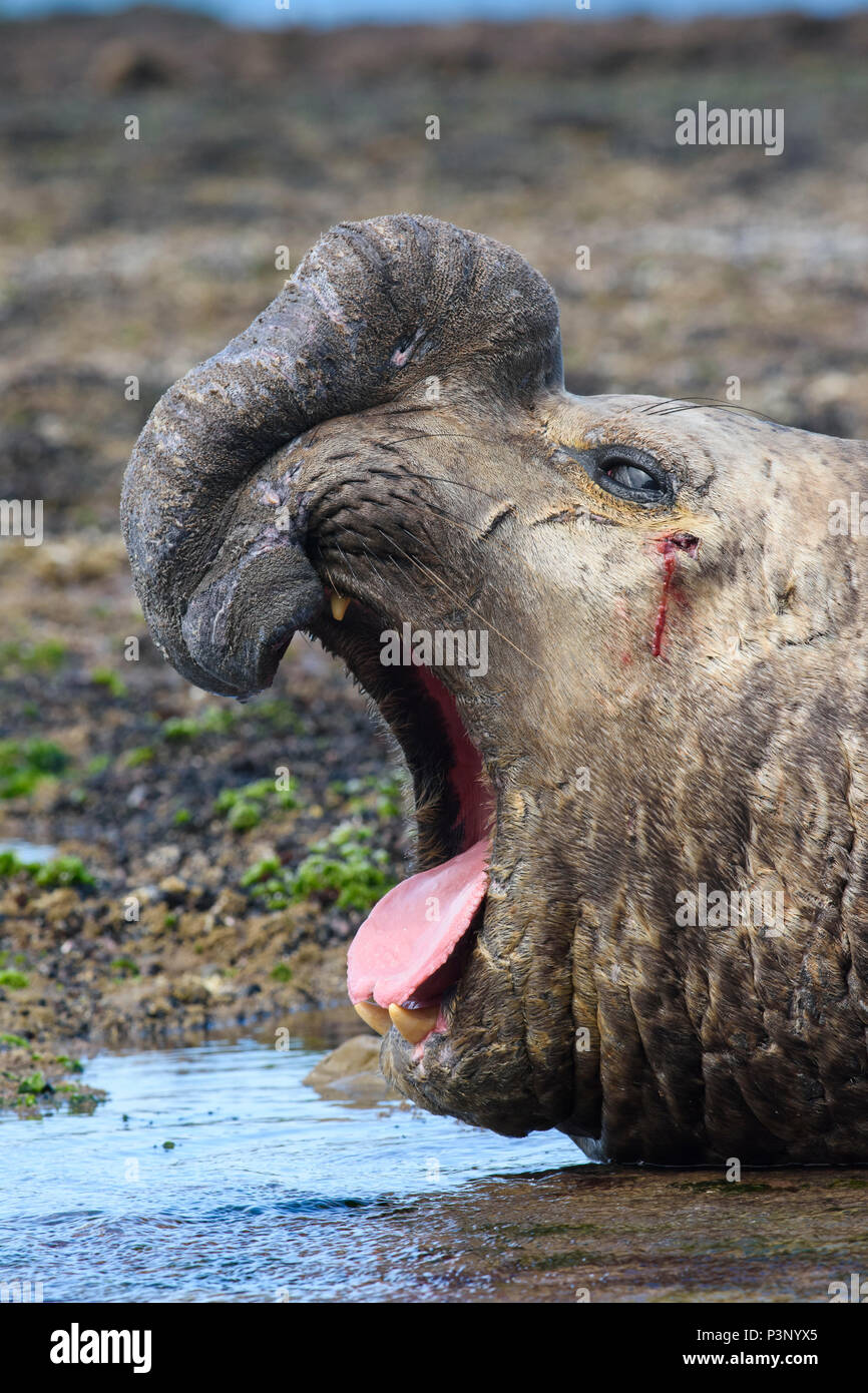 Southern Elephant Seal (Mirounga leonina) male calling and bleeding ...