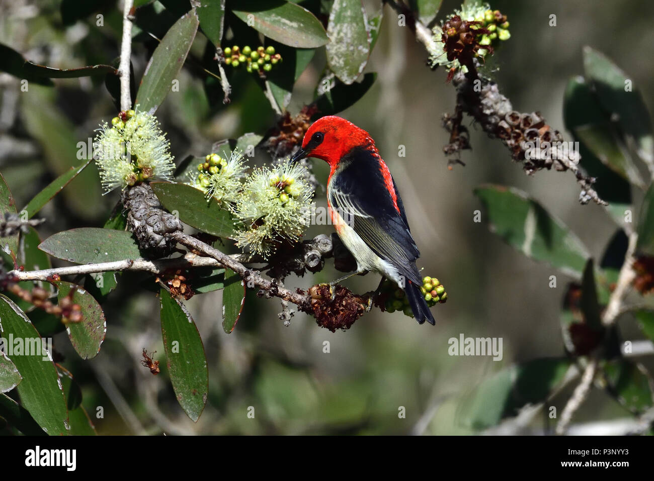 The Scarlet Tree High Resolution Stock Photography and Images - Alamy