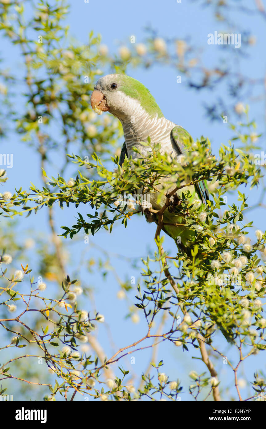 Monk Parakeet (Myiopsitta monachus), Argentina Stock Photo - Alamy