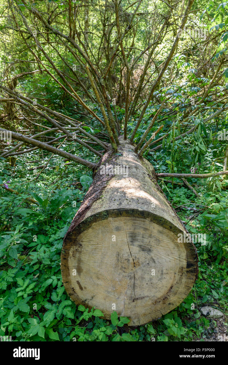 Tree of forest cutting down Stock Photo - Alamy