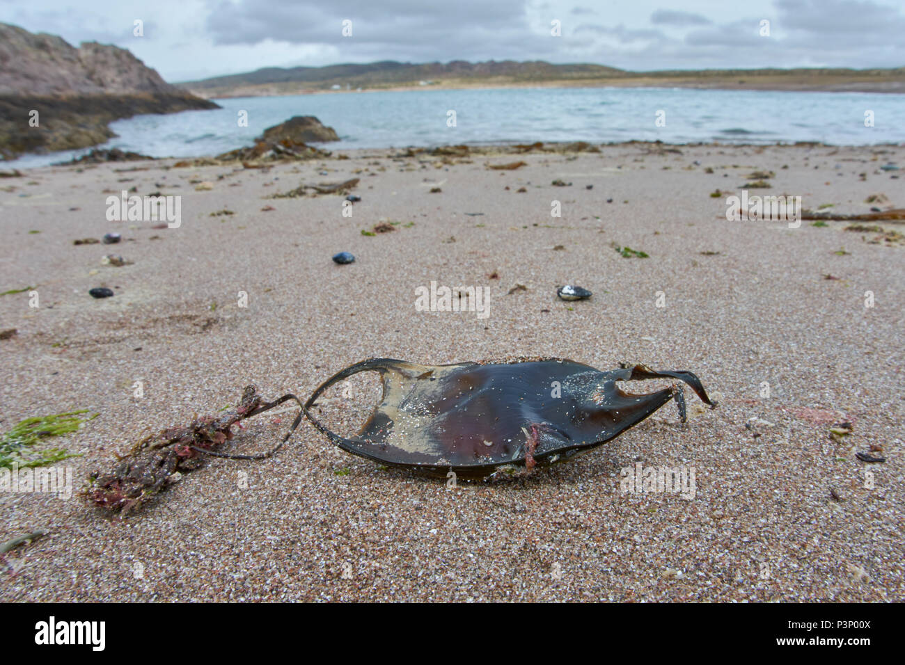 Skate egg case on beach, also known as "mermaid purse", Argentina Stock ...