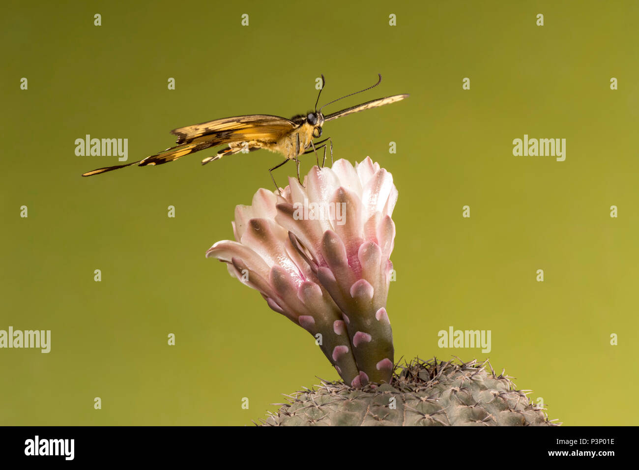 Thoas swallowtail butterfly hi-res stock photography and images - Alamy