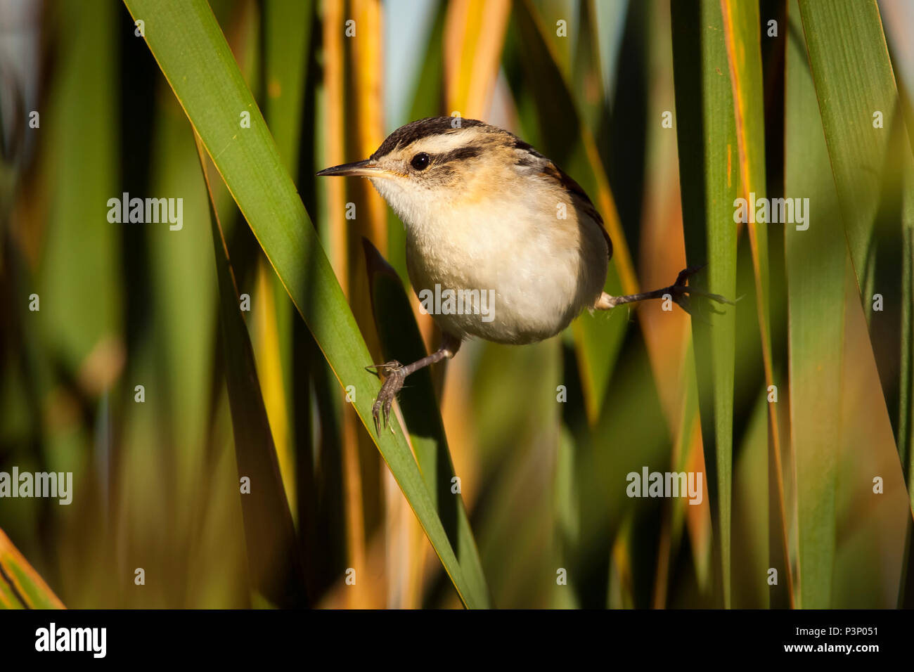 Wren-like Rushbird (Phleocryptes melanops), Bahia Blanca, Argentina ...