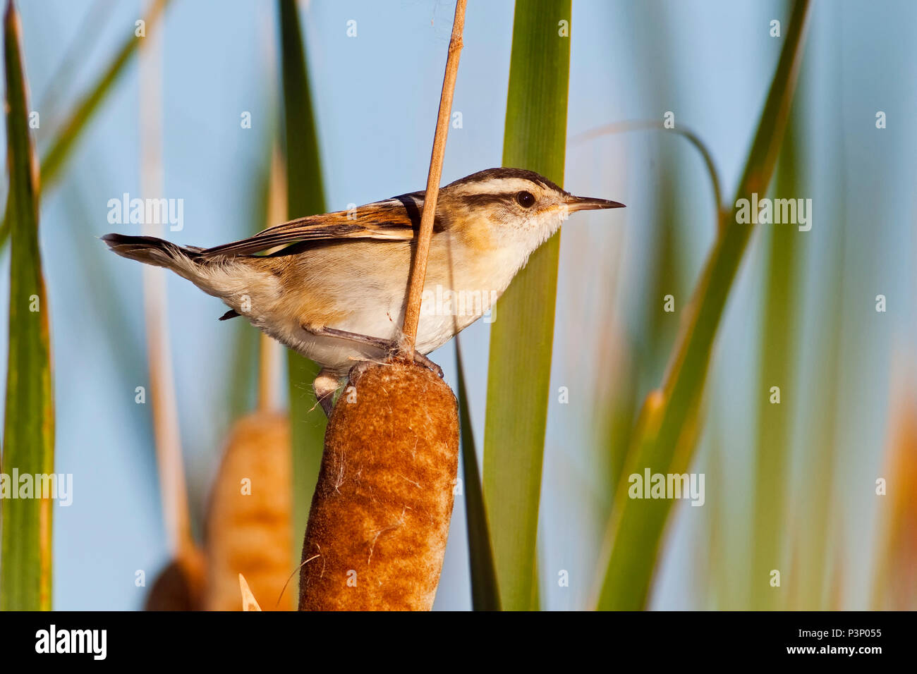 Wren-like Rushbird (Phleocryptes melanops), Bahia Blanca, Argentina ...