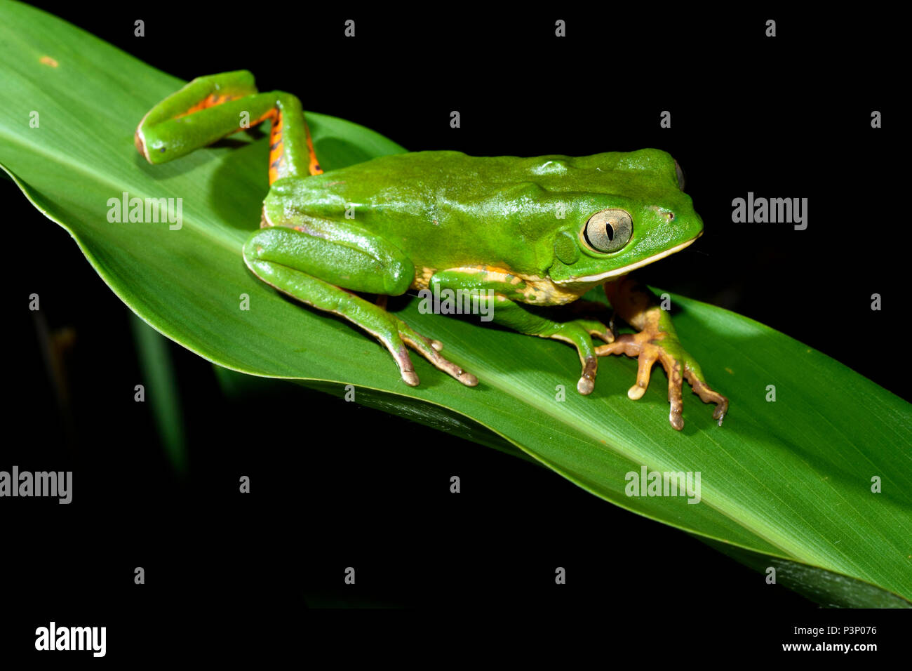 Tree Frog (Phyllomedusa tetraploidea), Argentina Stock Photo - Alamy