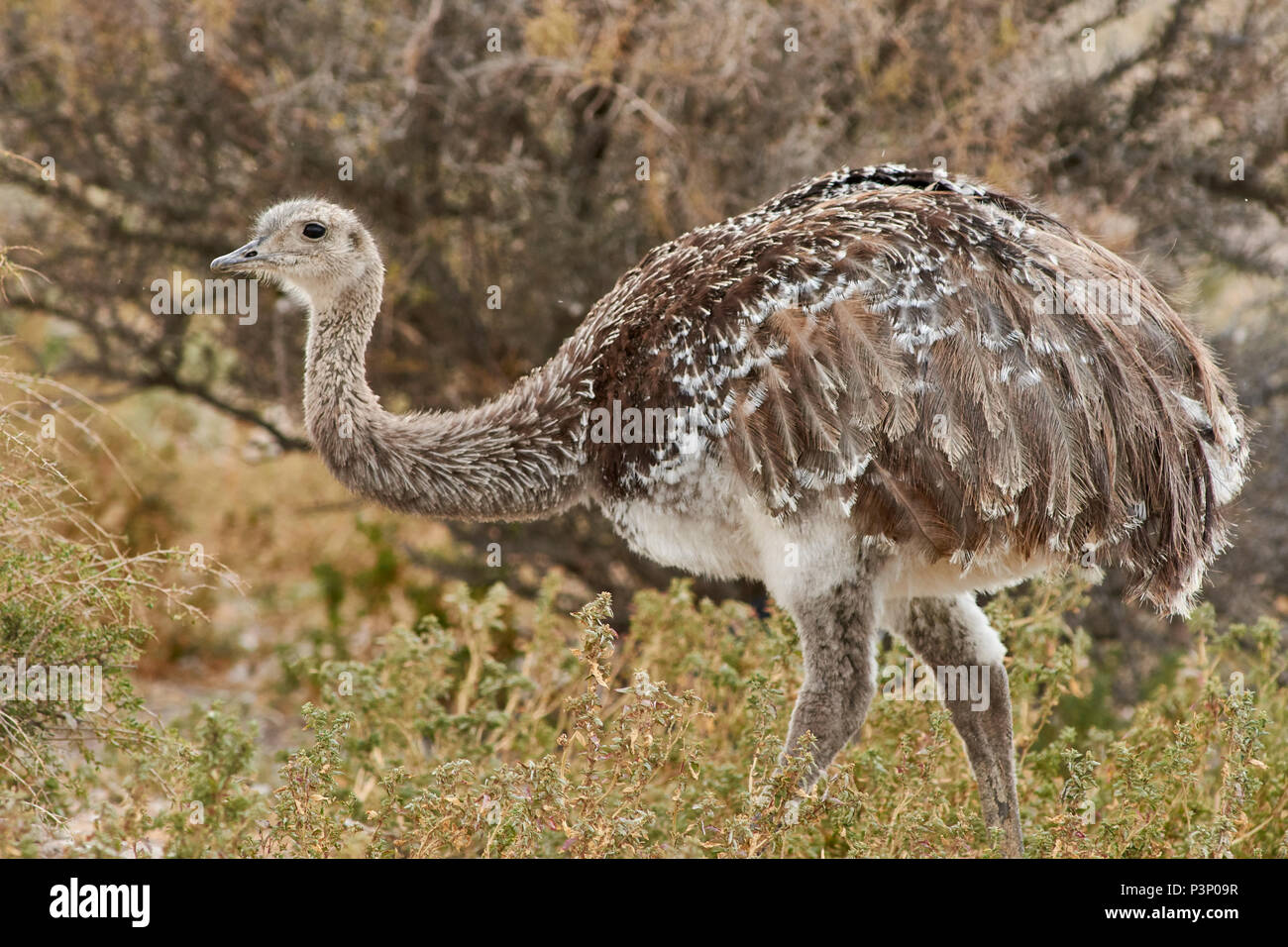 Lesser Rhea (Rhea pennata), Punta Tombo National Reserve, Argentina ...