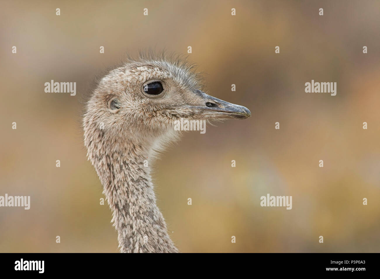 Lesser Rhea (Rhea pennata), Punta Tombo National Reserve, Argentina ...